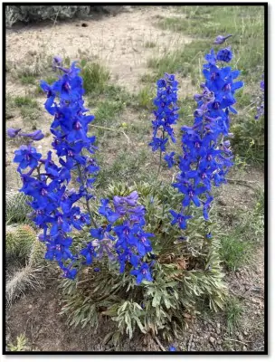 June - Spring in the Mountains | NW Wyoming Real Estate Blog
