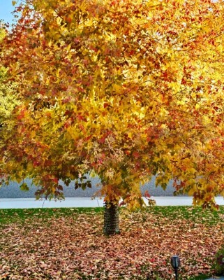 Fall in Yellowstone Country | NW Wyoming Real Estate Blog